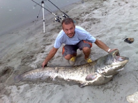 Siluri in po 1 Canne da Pesca - Armfish