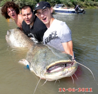 Siluri in po 2 Canna da Pesca - Armfish