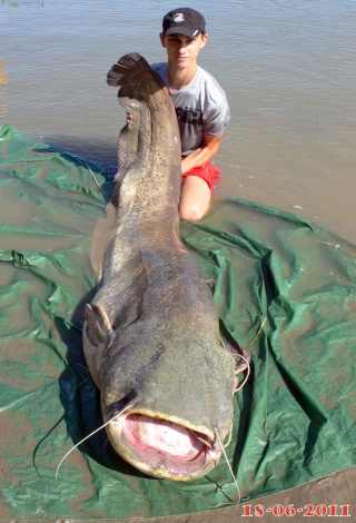 Siluri in po 3 Canne da Pesca - Armfish